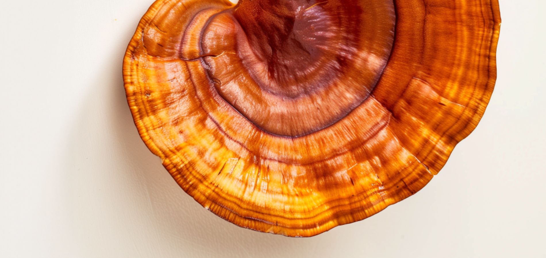 The Health Benefits of Reishi Mushrooms – Sunny Within